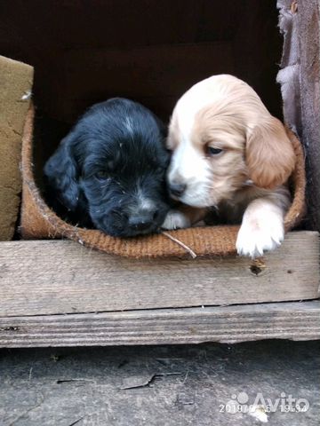 Русский спаниель