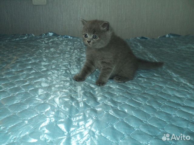 Шотландские красотули