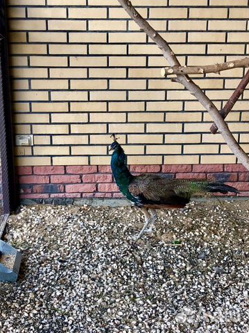 Продам павлина