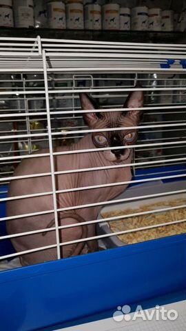 Отдаю молодую кошку породы сфинкс