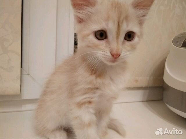 Котята Бесплатно