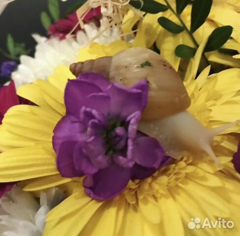 Улитка Ахатина. Отдаю с аквариумом