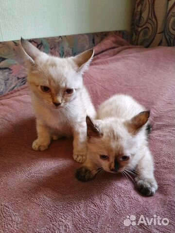 Котята от британской кошки в хор.руки
