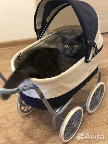 Шотландец