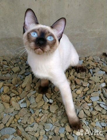 Чистокровный меконгский бобтейл