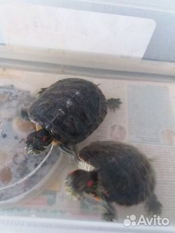 Две черепашки красноухие