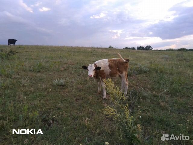 Молодая телка молочной породы