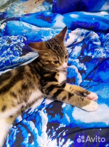 Отдам котенка