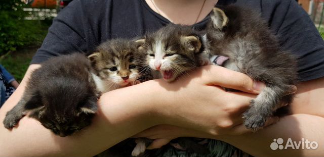 Отдам котят в добрые руки