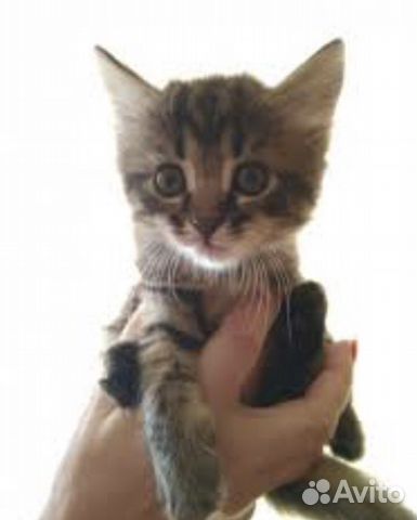 Отдам котёнка