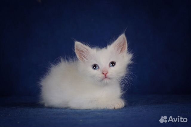 Невский Маскарадный малыш