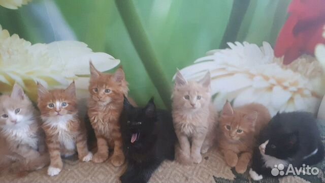 Кот.Мейн кун