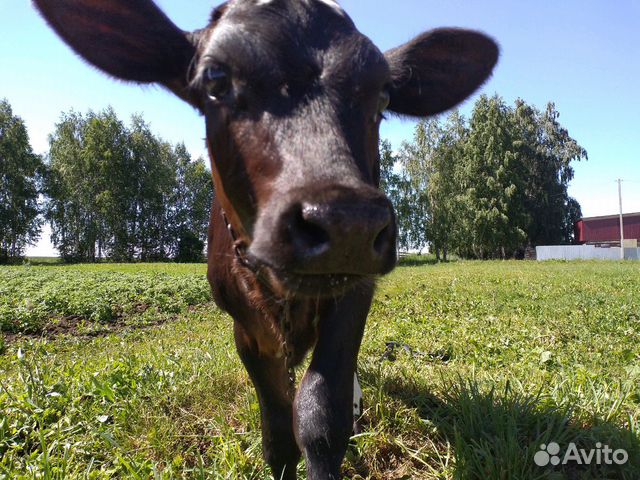 Телёнок (тёлка)