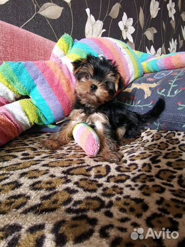 Йоркширский терьер