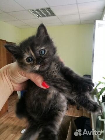 Котята трехцветки