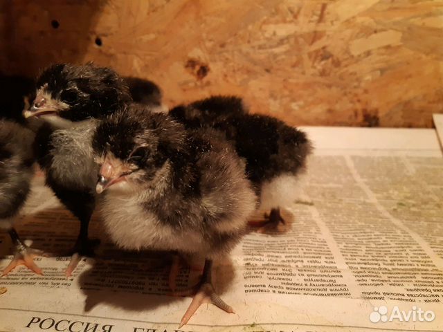 Цыплята Орпингтон