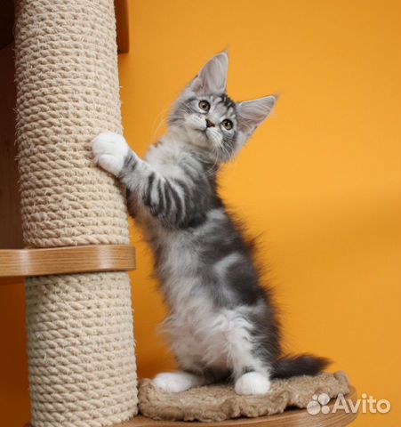 Кошечка черный серебряный мрамор с белым Варлея