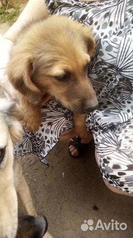 Отдам в добрые руки