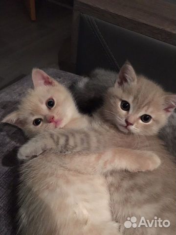 Шотландцы