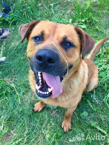 Граф ищет дом