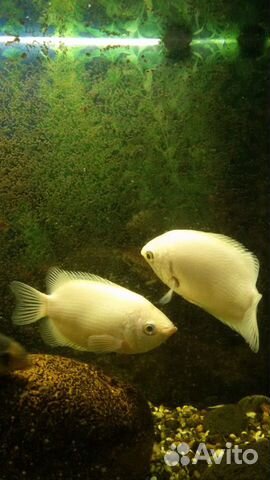 Рыбки Гурами целующиеся и Касатка сиамская