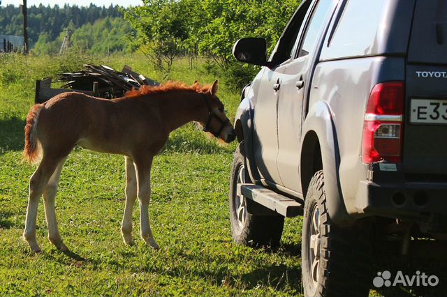Русский тяжеловоз