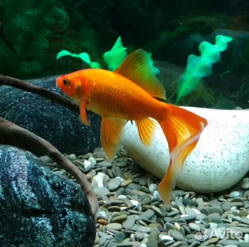 Золотые рыбки Кометы