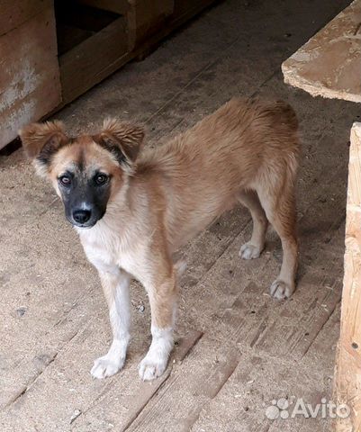 Вега отдам в добрые руки