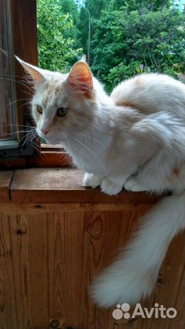 Кошка Мейнкун