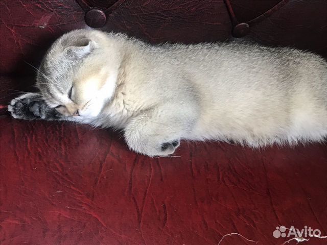 Девчуля ищет дом