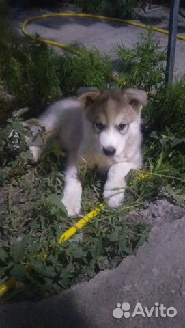 Комочек Счастья (Сибирский Хаски)