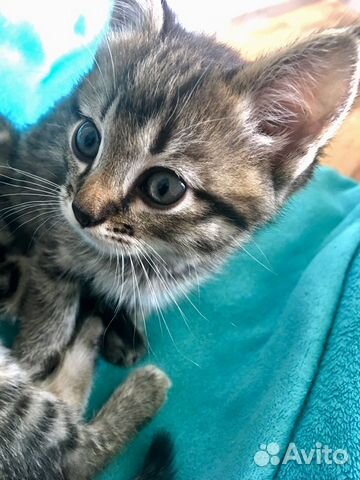 Котёнок на счастье