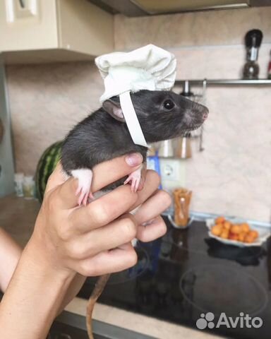 Продам крысок Дамбо