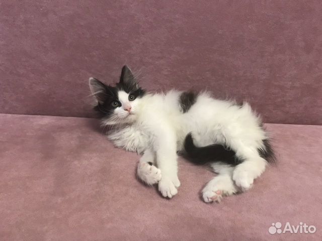 Котёнок Жорик, почти мейнкун в дар )