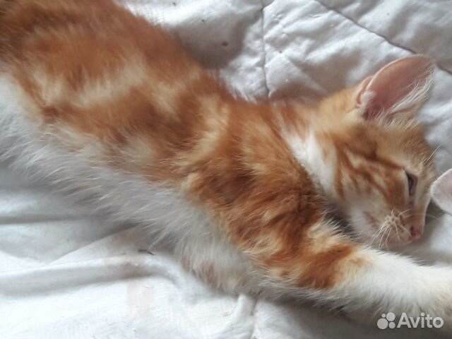 Рыжие солнышки