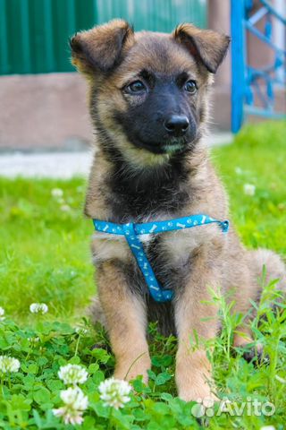 Щенок в добрые руки