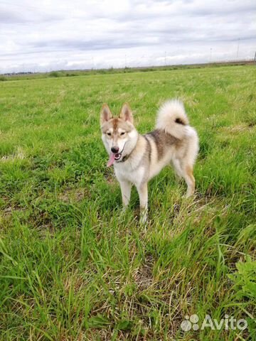 Нора. Красавица метис лайки. Бесплатно