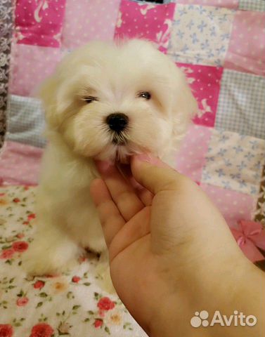 Мини кобель мальтезе