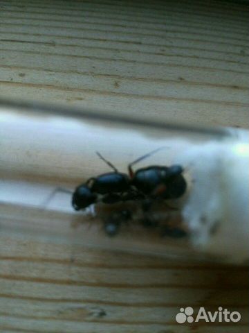 Camponotus herculeanus муравьи