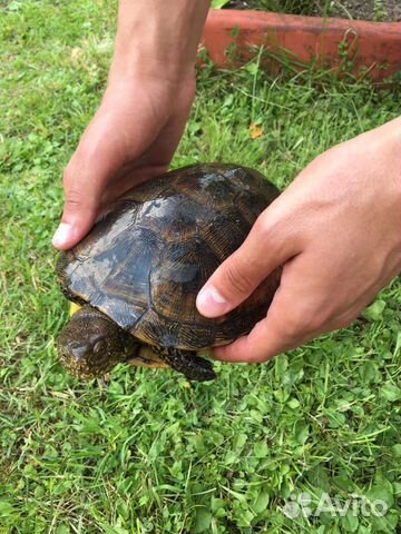 Черепаха болотная