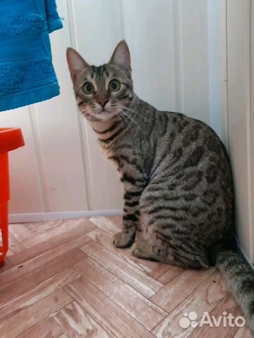 Бенгальская кошка