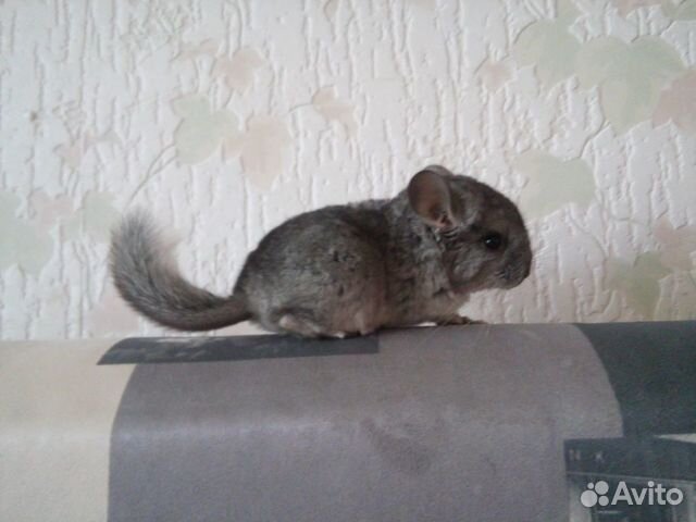 Шиншилла. Щенок. Мальчик
