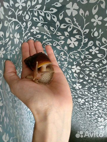 Архахатина улитка