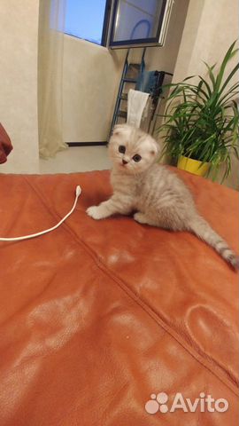 Милаш-британец ищет заботливого хозяина