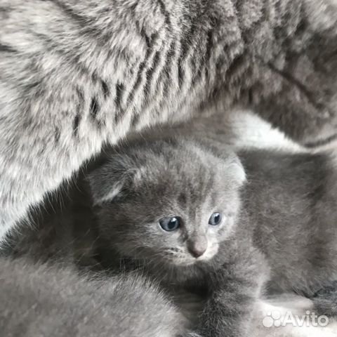 Шотландские котята, 1 месяц