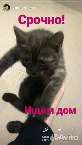 Прекрасная умная красавица ищет доброе сердечко