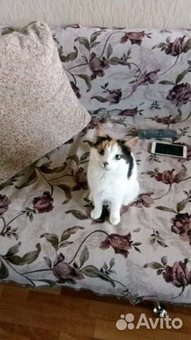 Кошка