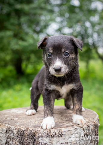 Щенок с белым ангелочком на груди в дар