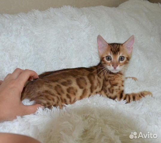 Ласковый бенгальчик по имени Красавчик