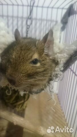 Белочка Дегу